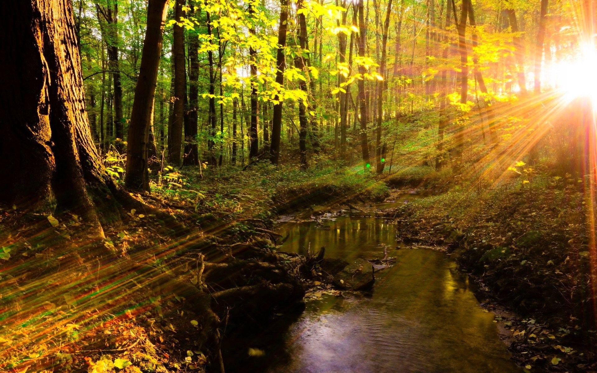 Trees Wallpapers - Top Free Trees Backgrounds - WallpaperAccess