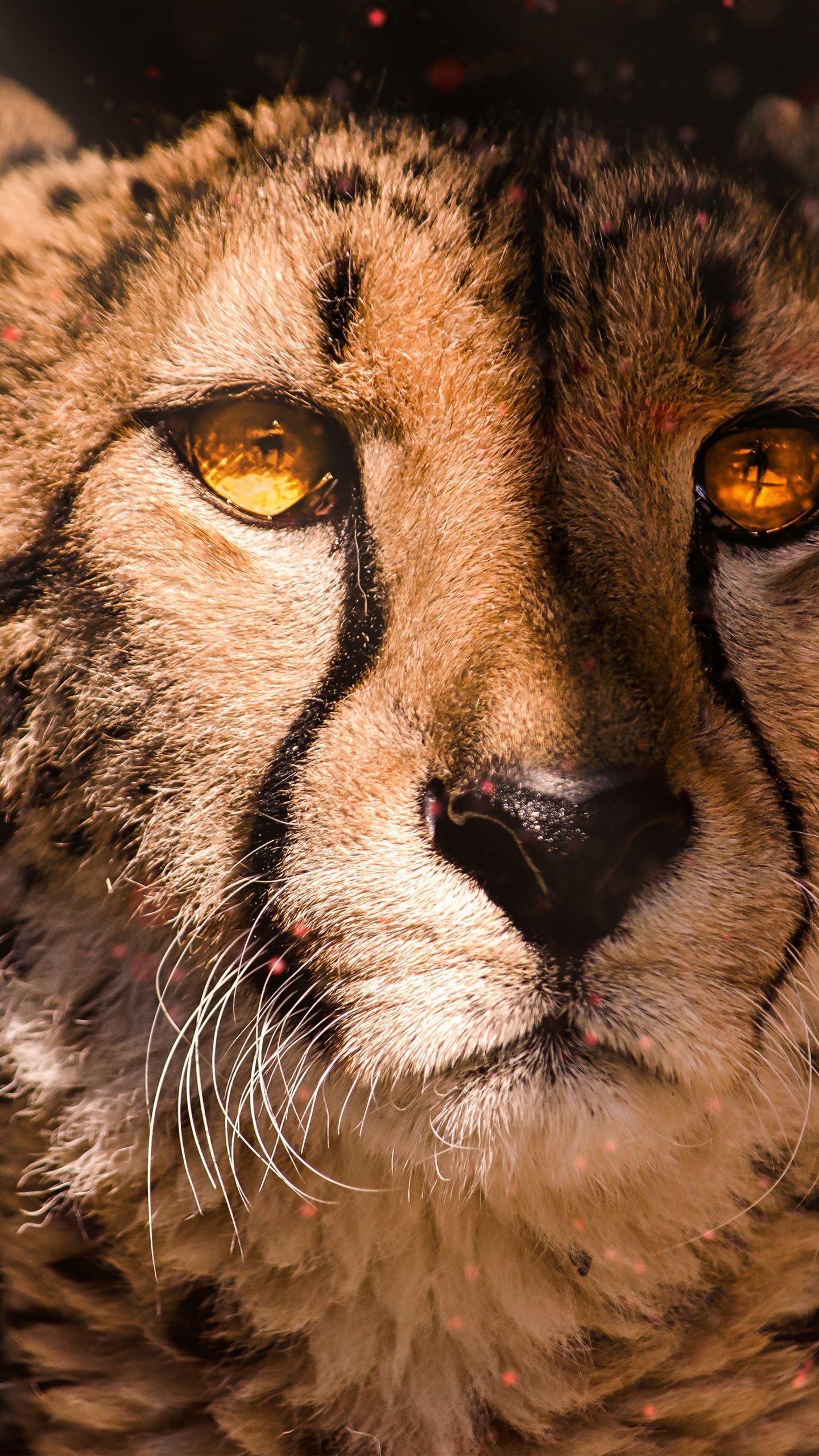 Cheetah Aesthetic Wallpapers - Top Free Cheetah Aesthetic Backgrounds ...