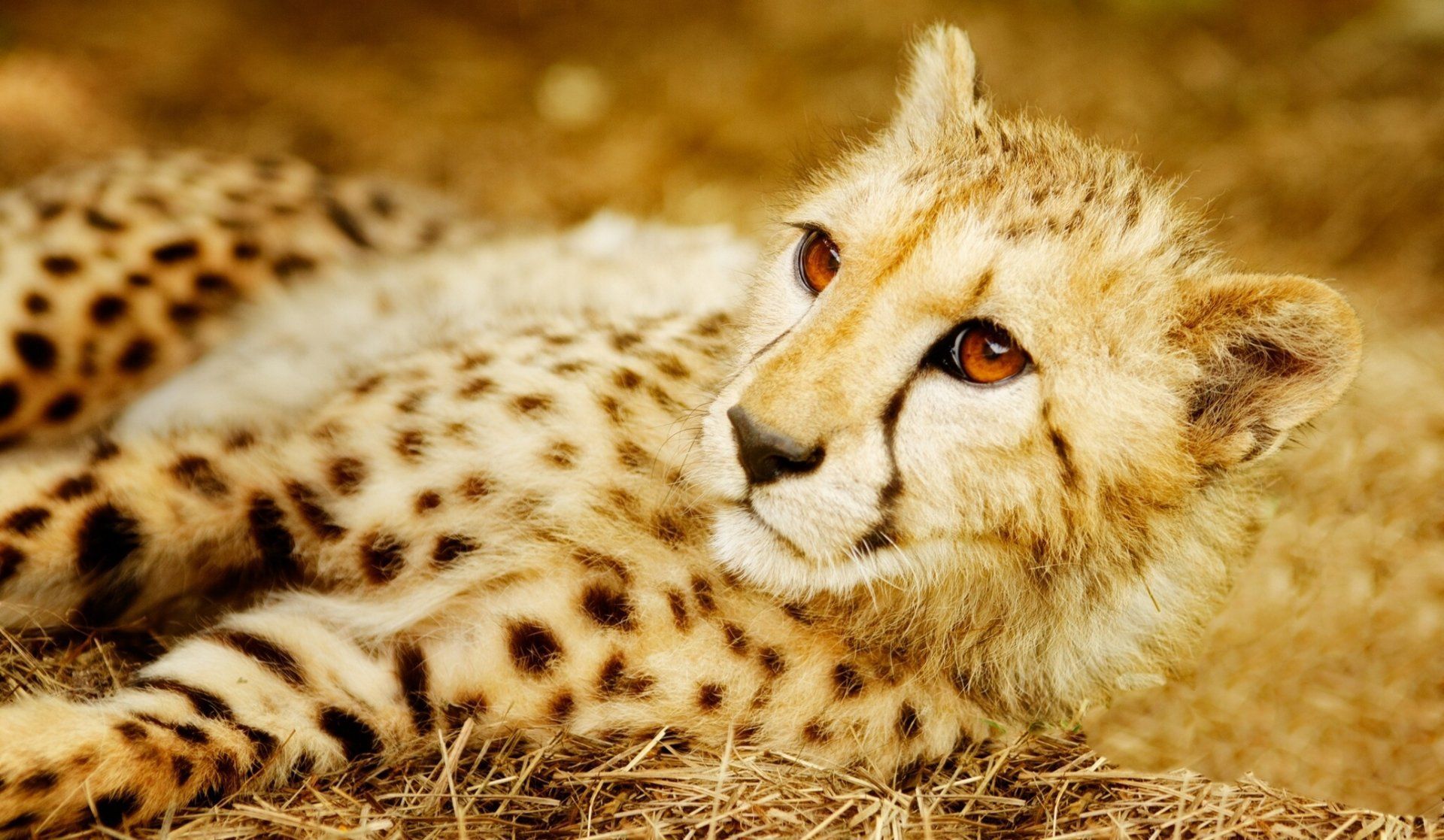 Cheetah Aesthetic Wallpapers - Top Free Cheetah Aesthetic Backgrounds ...