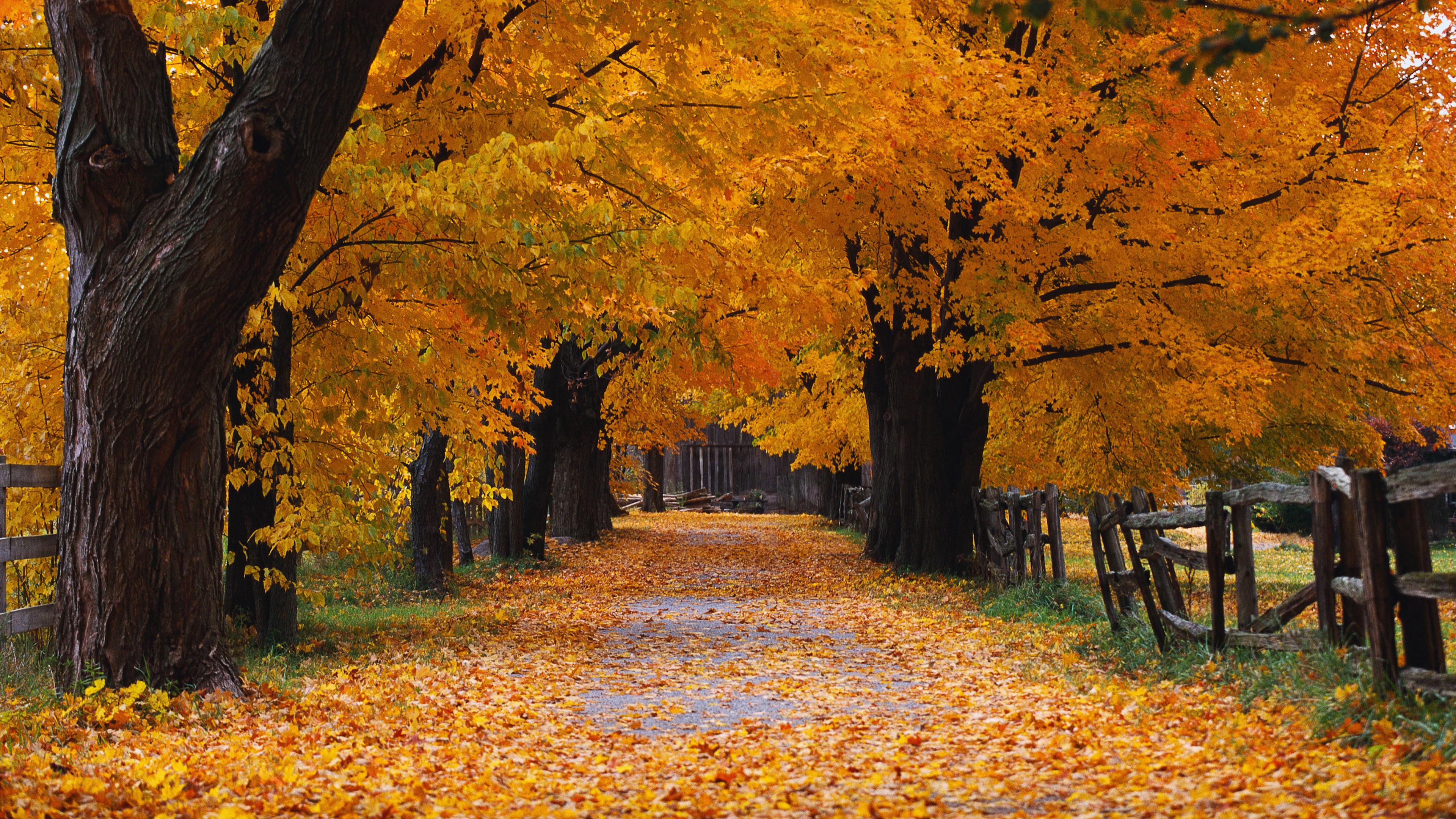 3840x2160 Autumn Wallpapers - Top Free 3840x2160 Autumn Backgrounds ...