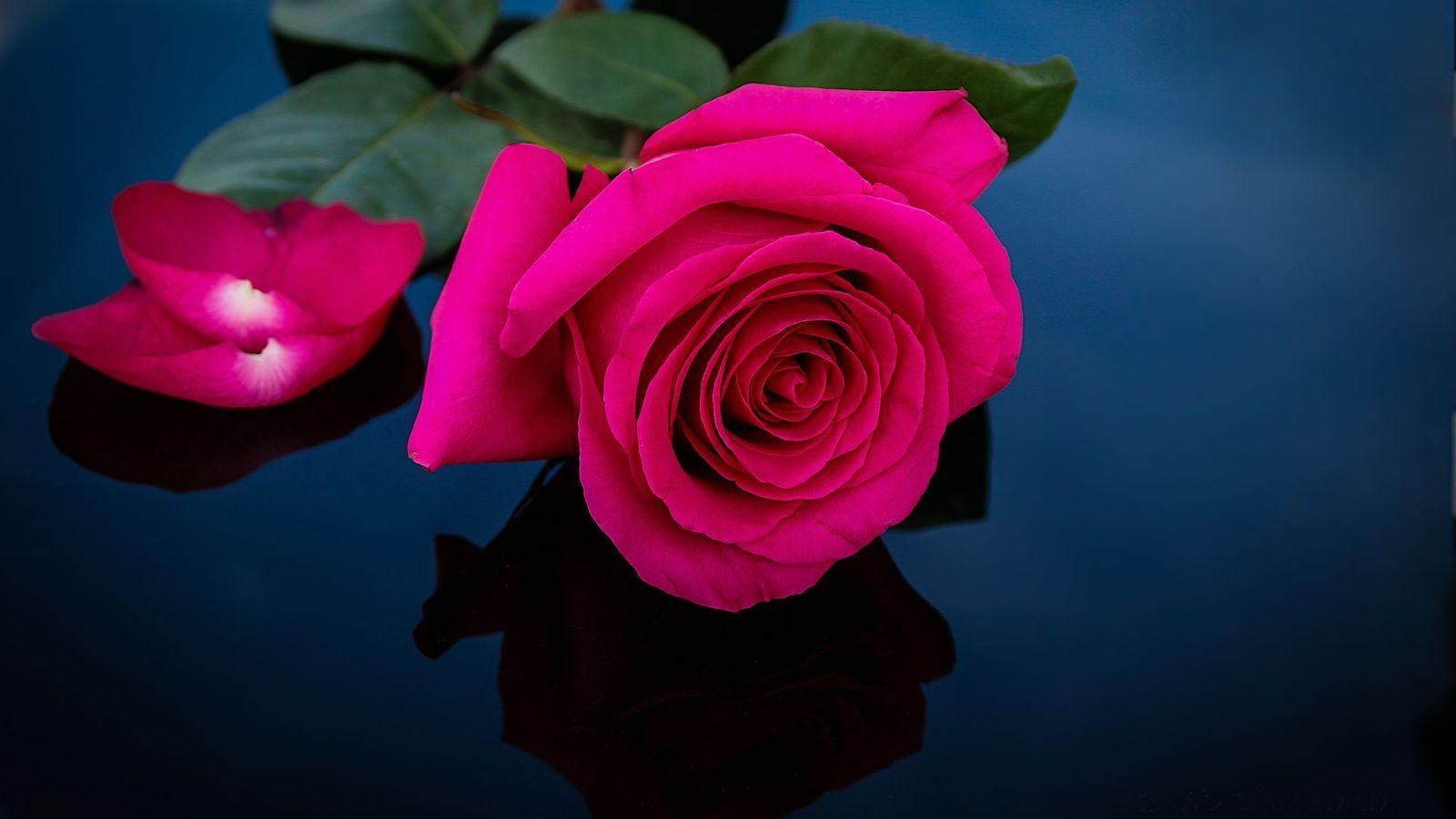 Rose Pink Wallpapers - Top Free Rose Pink Backgrounds - WallpaperAccess