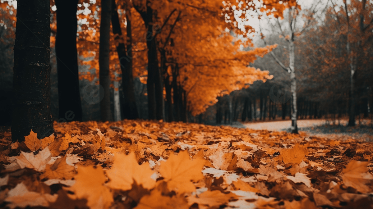 Fall Leaves Aesthetic Wallpapers - Top Free Fall Leaves Aesthetic ...