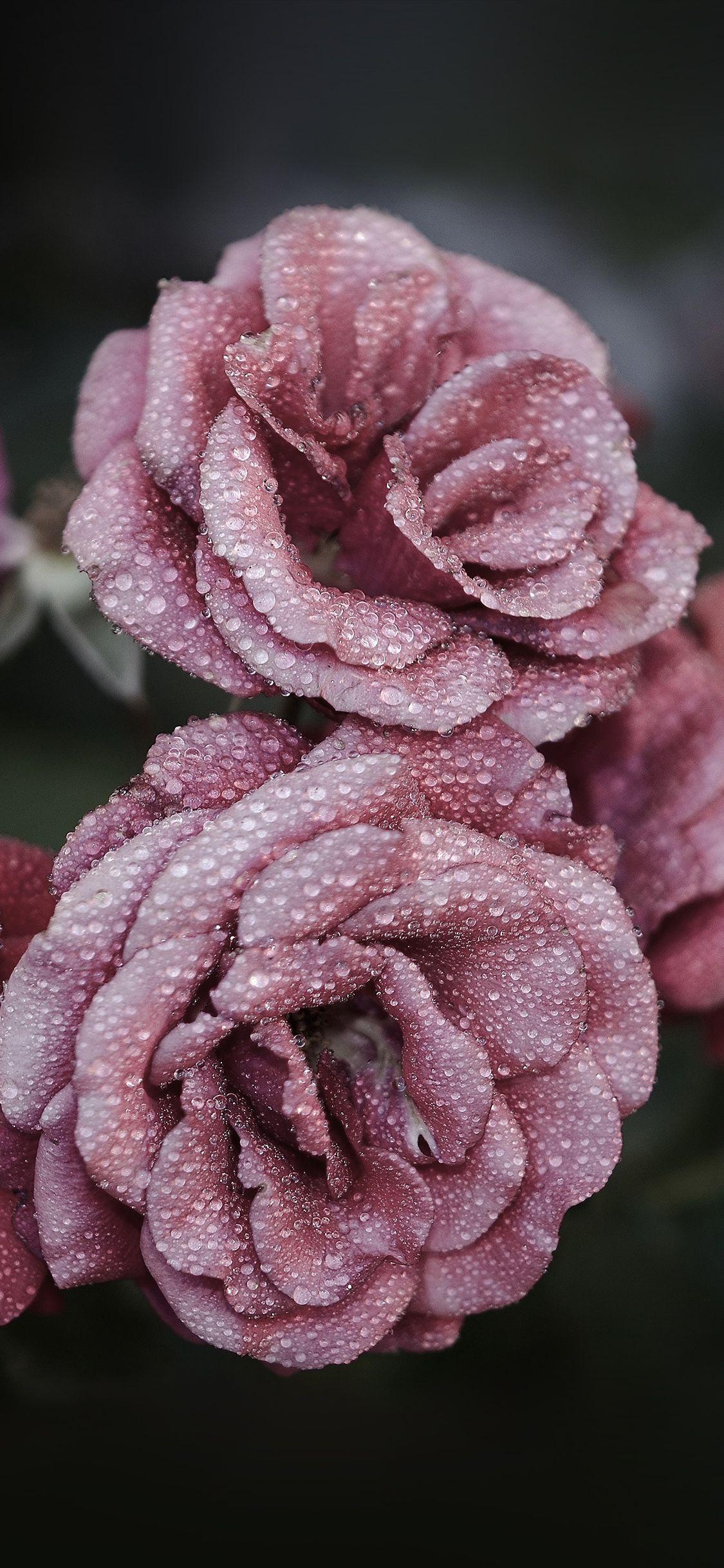 Rose Pink Wallpapers - Top Free Rose Pink Backgrounds - WallpaperAccess