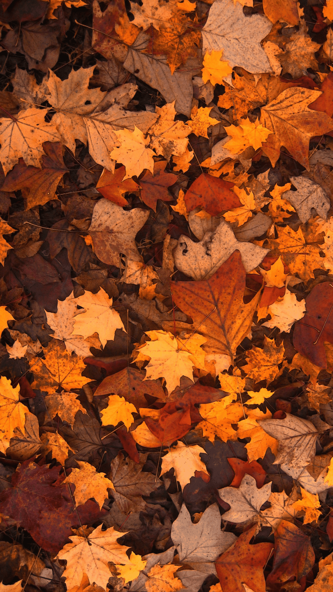 Fall Leaves Aesthetic Wallpapers - Top Free Fall Leaves Aesthetic ...