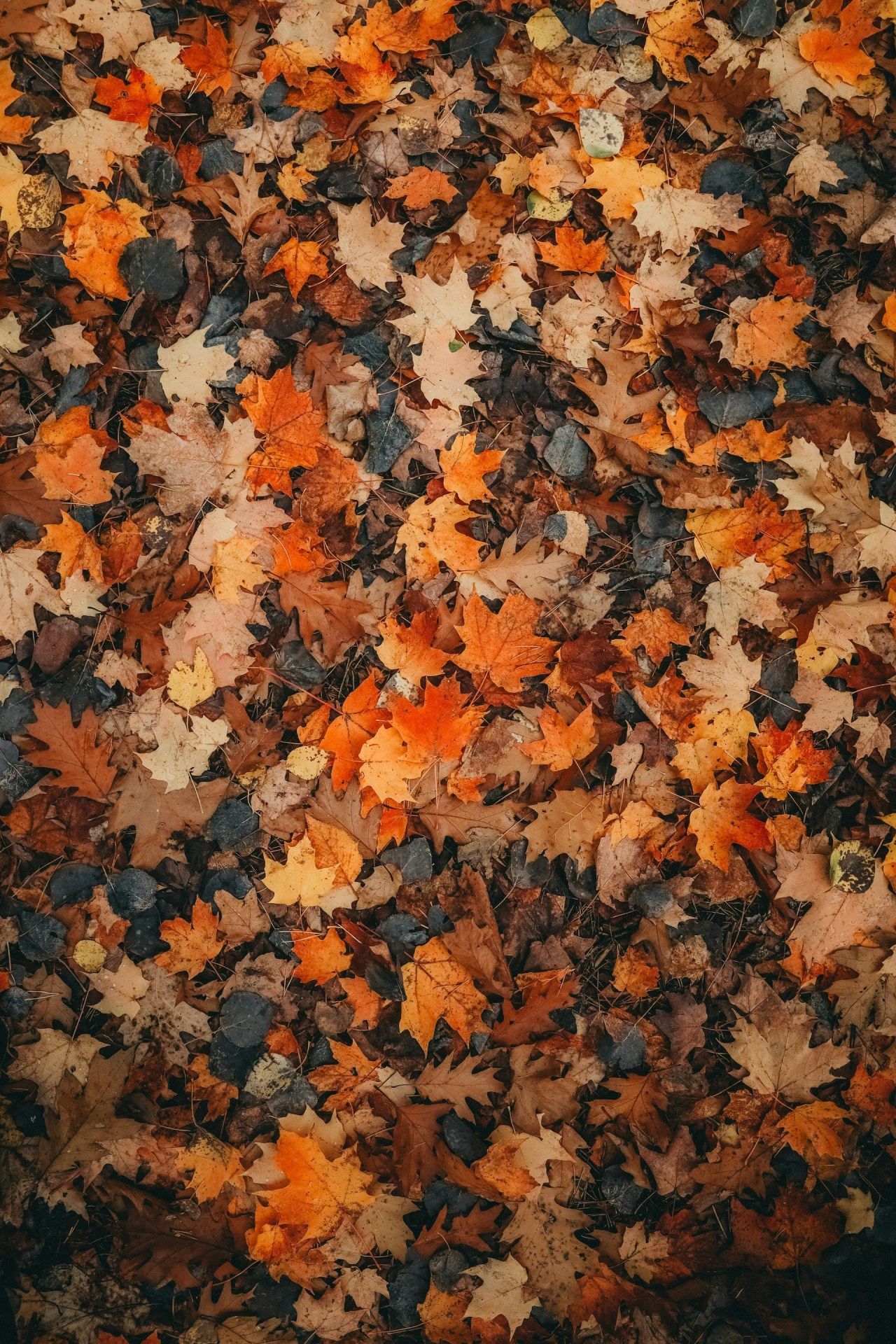 Fall Leaves Aesthetic Wallpapers - Top Free Fall Leaves Aesthetic ...