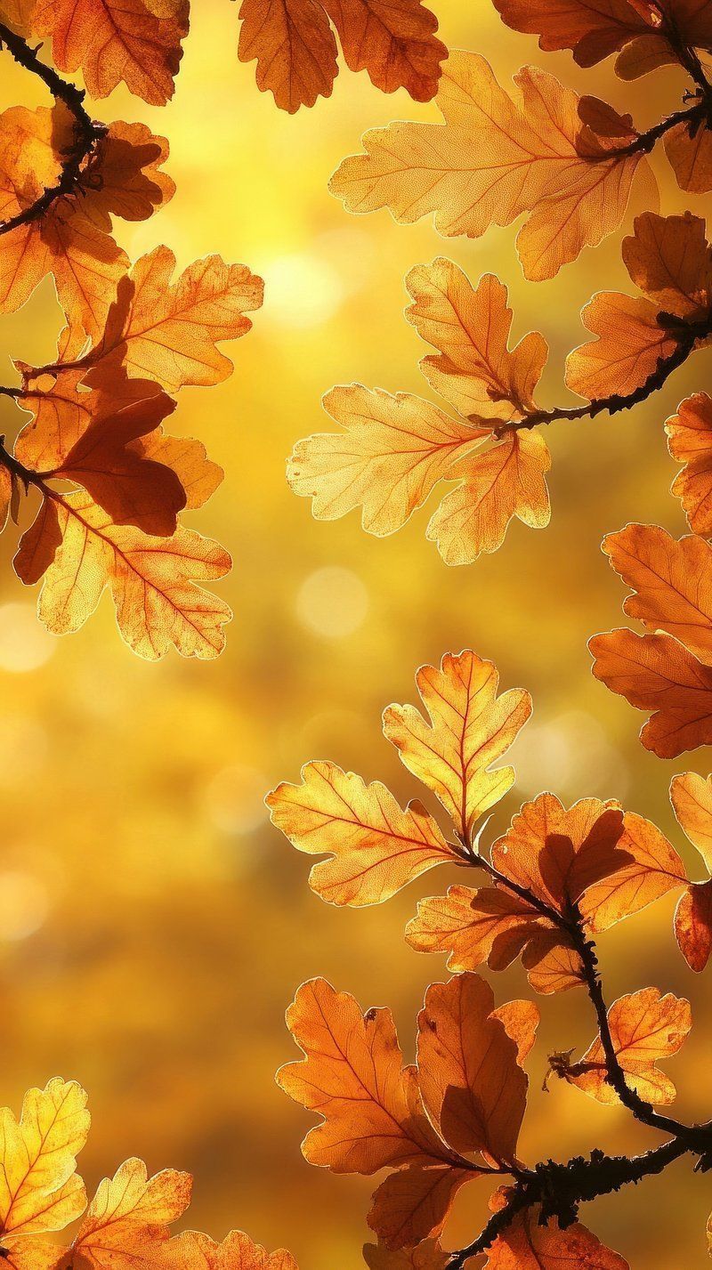 Fall Leaves Aesthetic Wallpapers Top Free Fall Leaves Aesthetic Backgrounds Wallpaperaccess