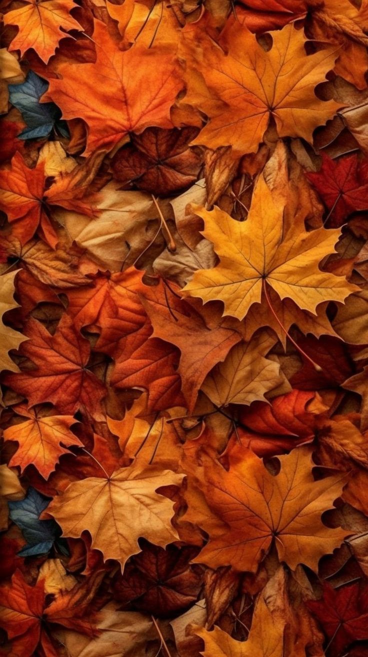 Fall Leaves Aesthetic Wallpapers - Top Free Fall Leaves Aesthetic ...