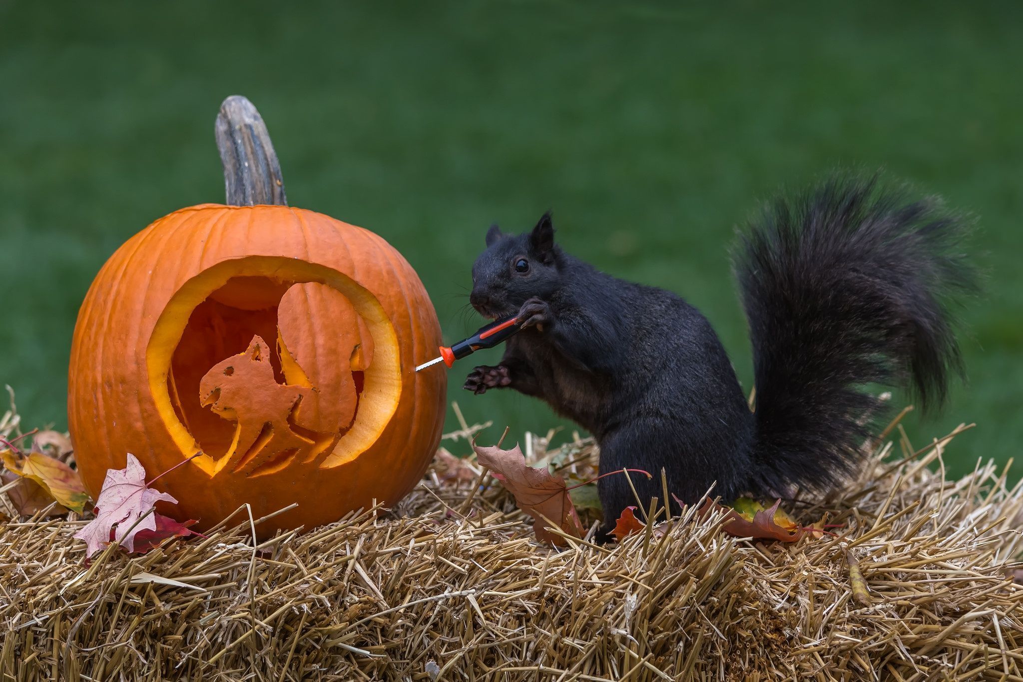 Squirrel Halloween Wallpapers - Top Free Squirrel Halloween Backgrounds ...