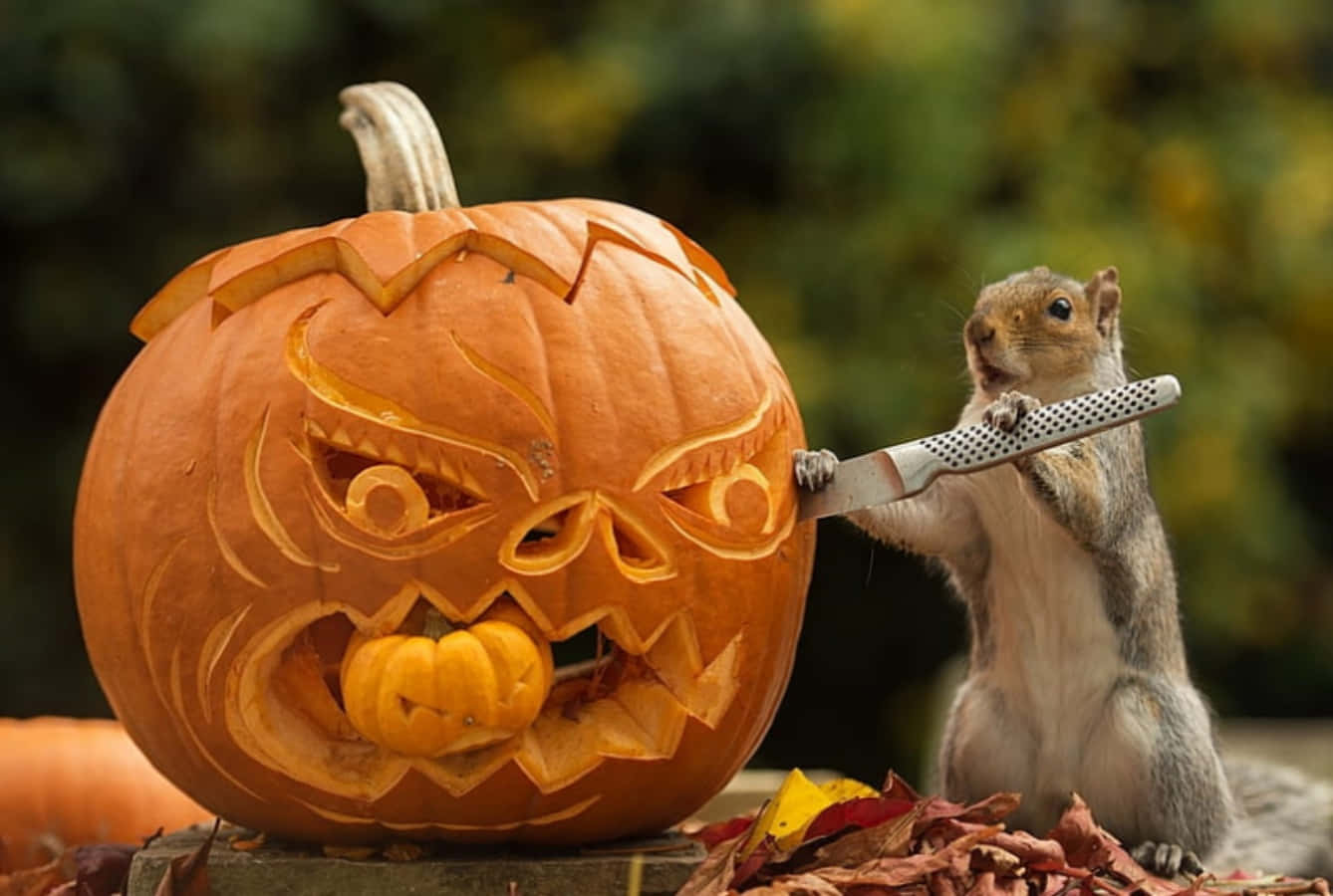 Squirrel Halloween Wallpapers - Top Free Squirrel Halloween Backgrounds ...