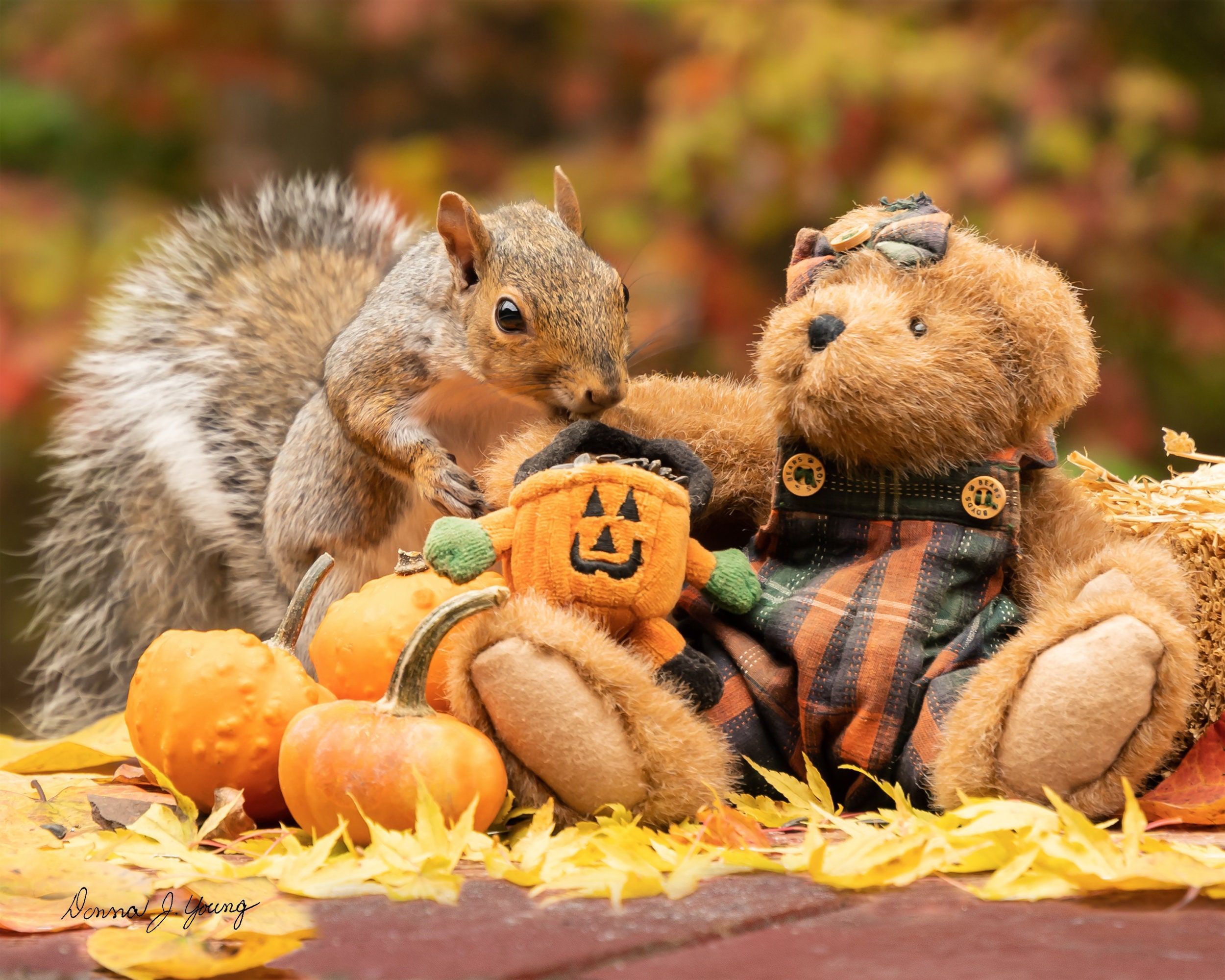 Squirrel Halloween Wallpapers - Top Free Squirrel Halloween Backgrounds ...