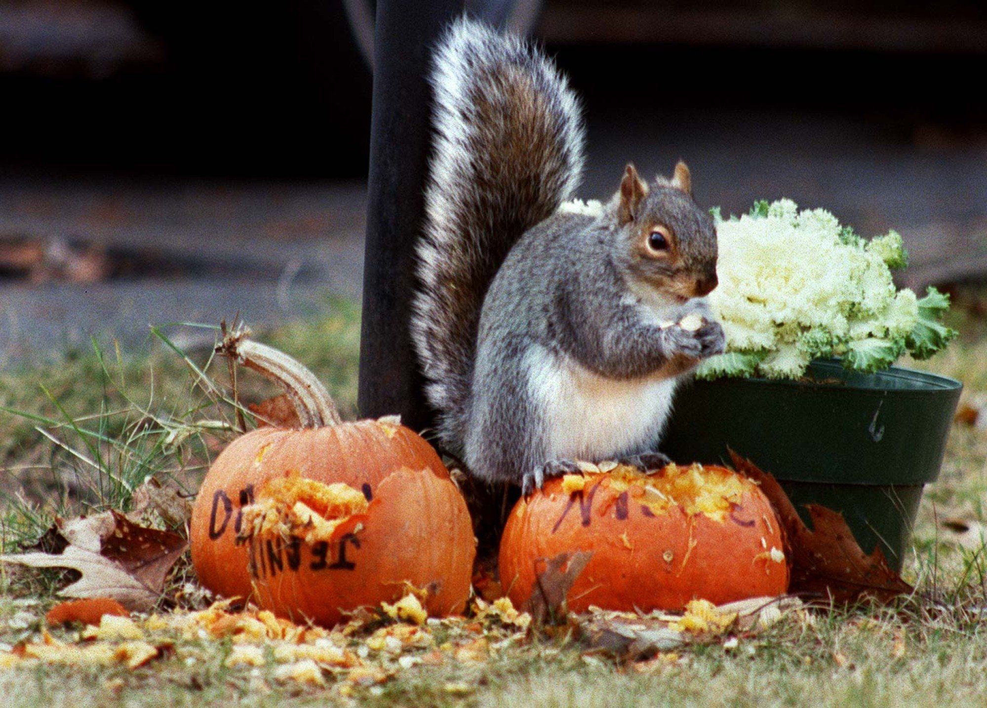 Squirrel Halloween Wallpapers - Top Free Squirrel Halloween Backgrounds ...
