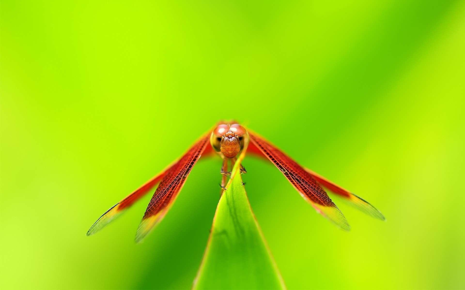 Insect Wallpapers - Top Free Insect Backgrounds - WallpaperAccess