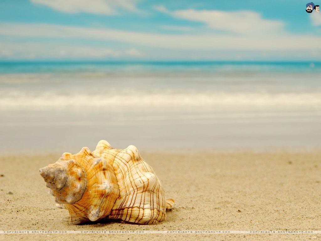Seashell Desktop Wallpapers - Top Free Seashell Desktop Backgrounds ...