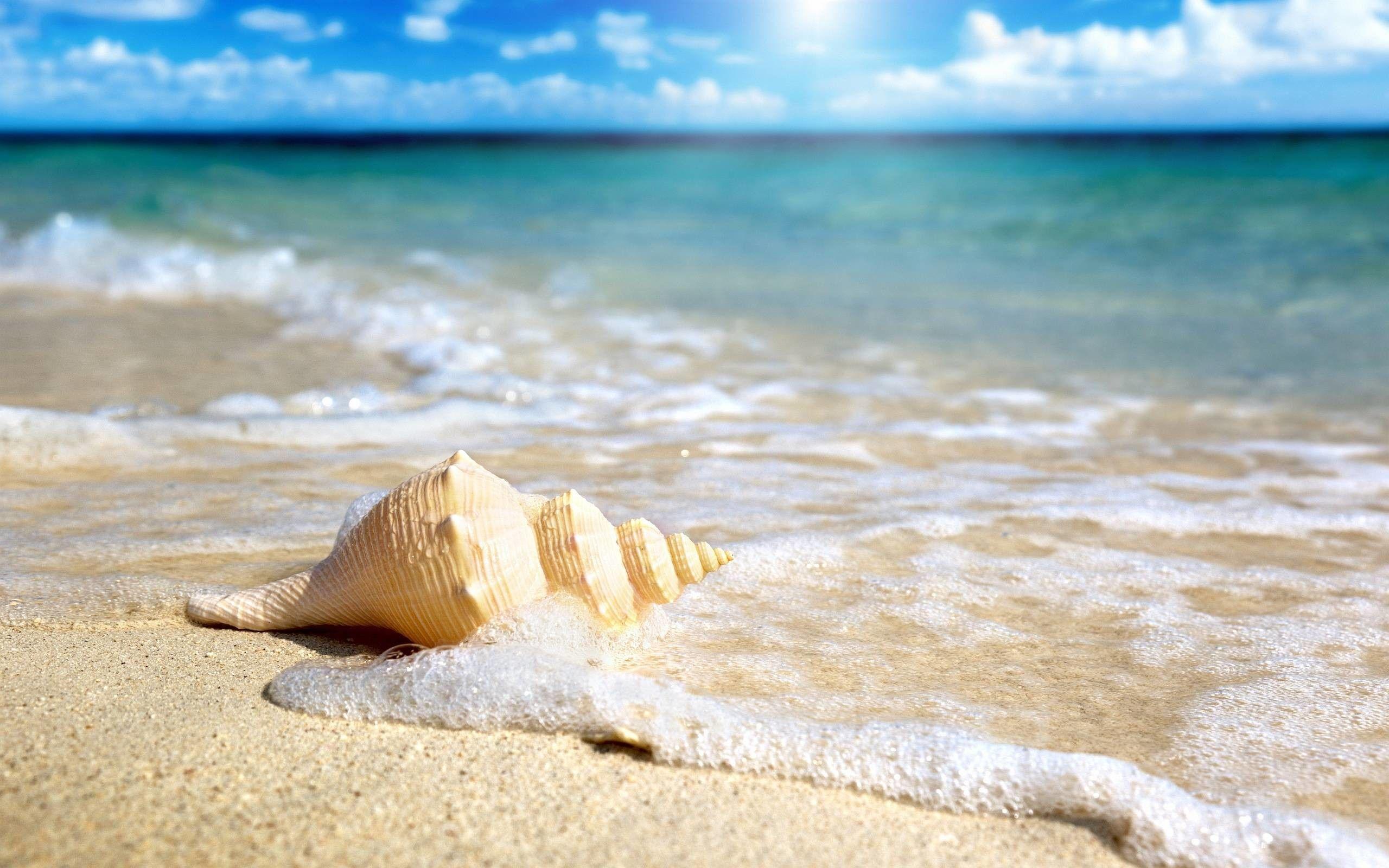 Seashells Wallpapers - Top Free Seashells Backgrounds - WallpaperAccess
