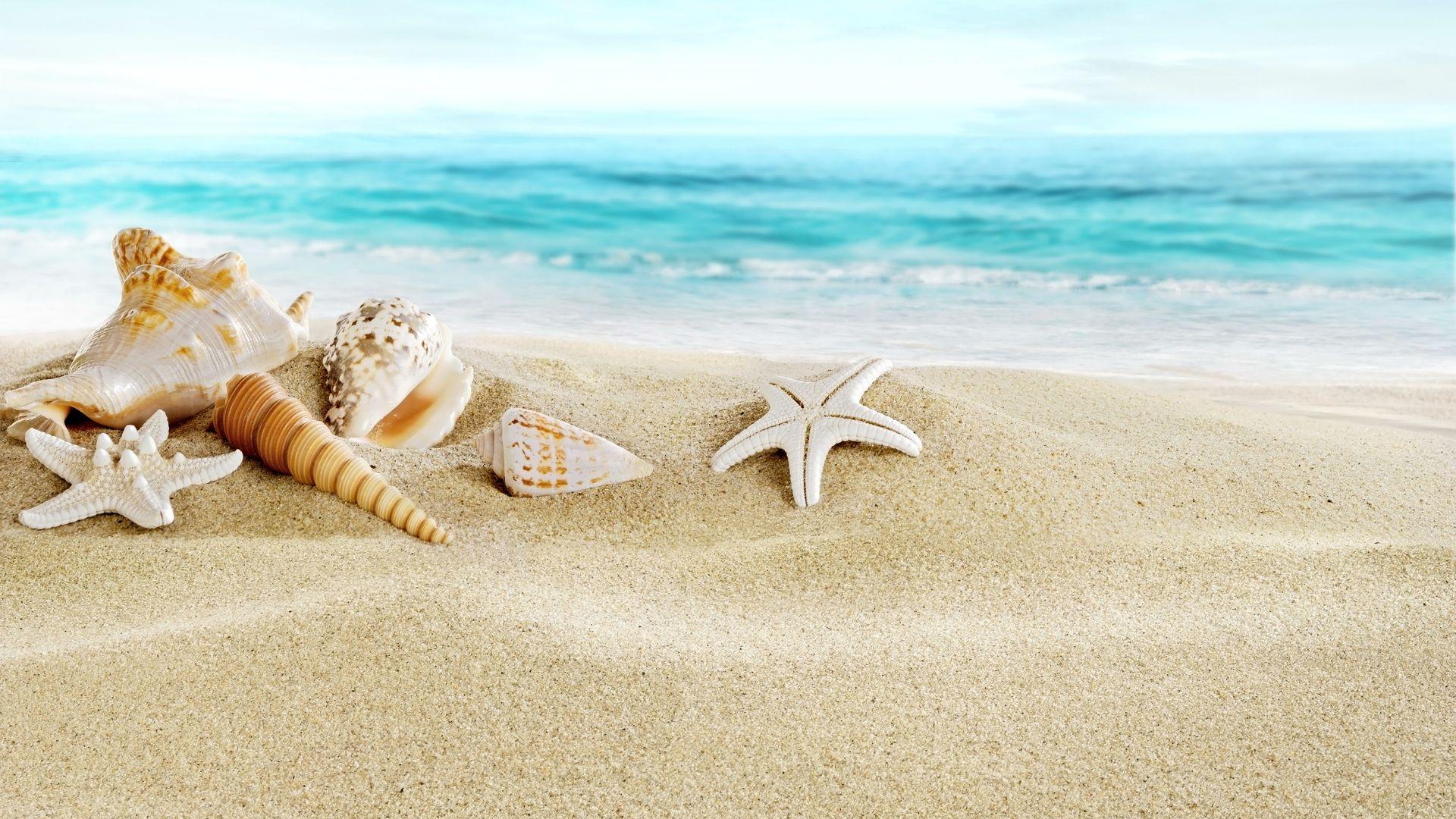 Seashells Wallpapers - Top Free Seashells Backgrounds - WallpaperAccess