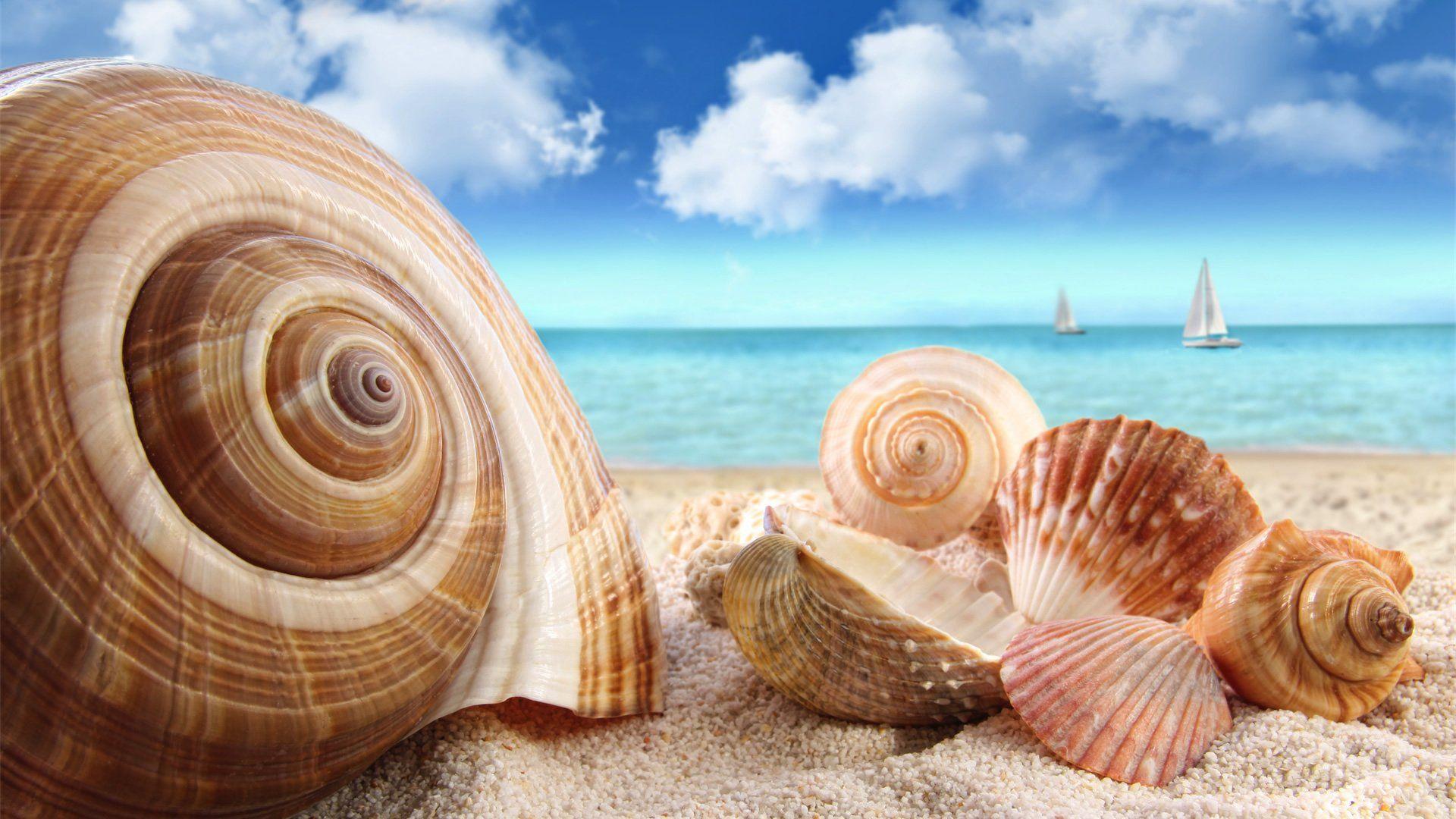 Seashells Wallpapers - Top Free Seashells Backgrounds - WallpaperAccess