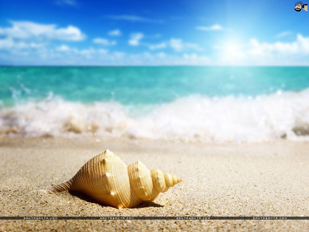Seashells Wallpapers - Top Free Seashells Backgrounds - WallpaperAccess