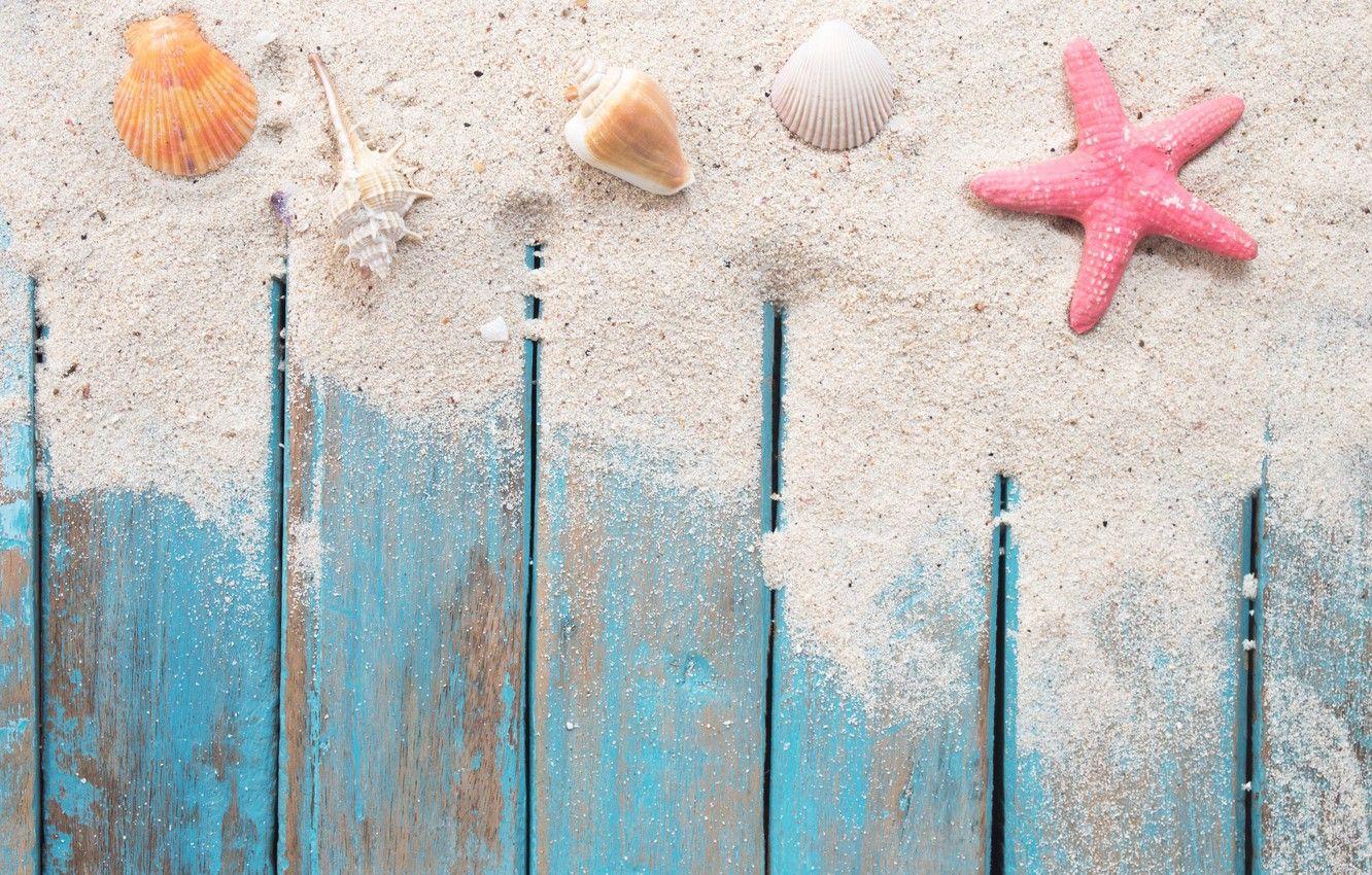 Seashells Wallpapers - Top Free Seashells Backgrounds - WallpaperAccess