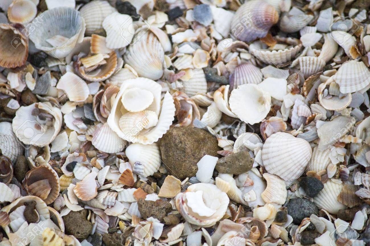 Seashells Wallpapers - Top Free Seashells Backgrounds - WallpaperAccess