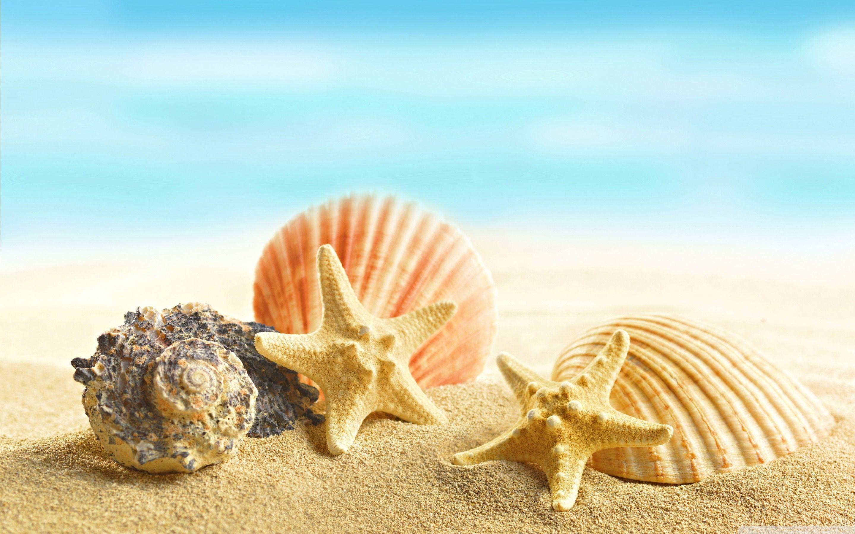 Seashell Wallpapers - Top Free Seashell Backgrounds - WallpaperAccess