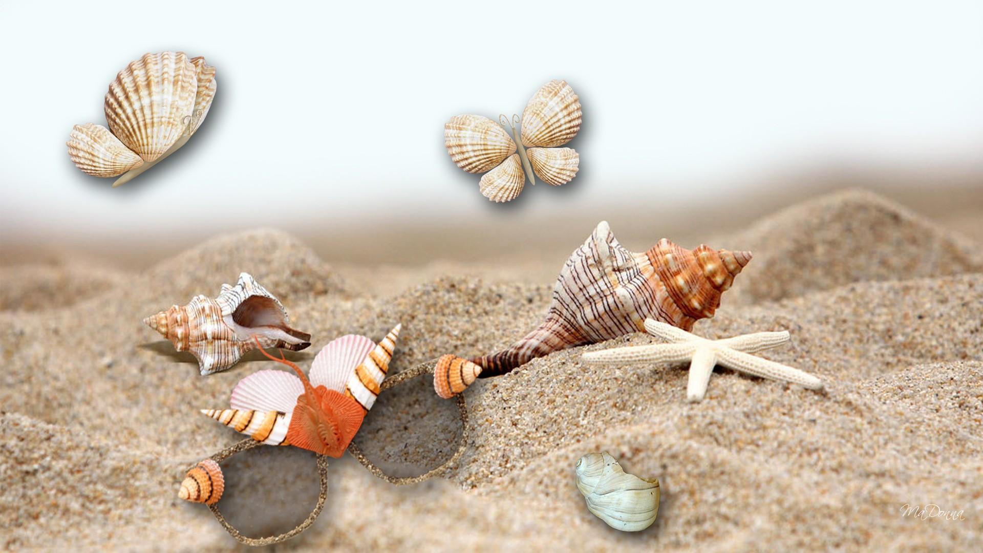 Seashells Wallpapers - Top Free Seashells Backgrounds - WallpaperAccess