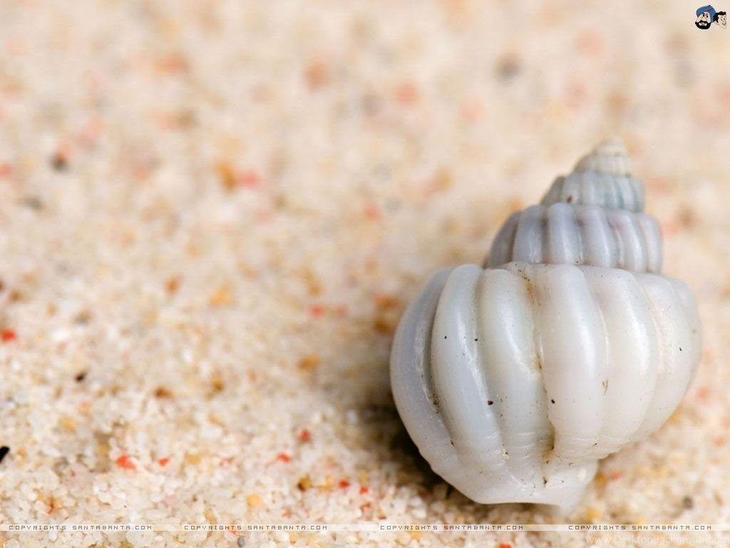 Seashells Wallpapers - Top Free Seashells Backgrounds - WallpaperAccess