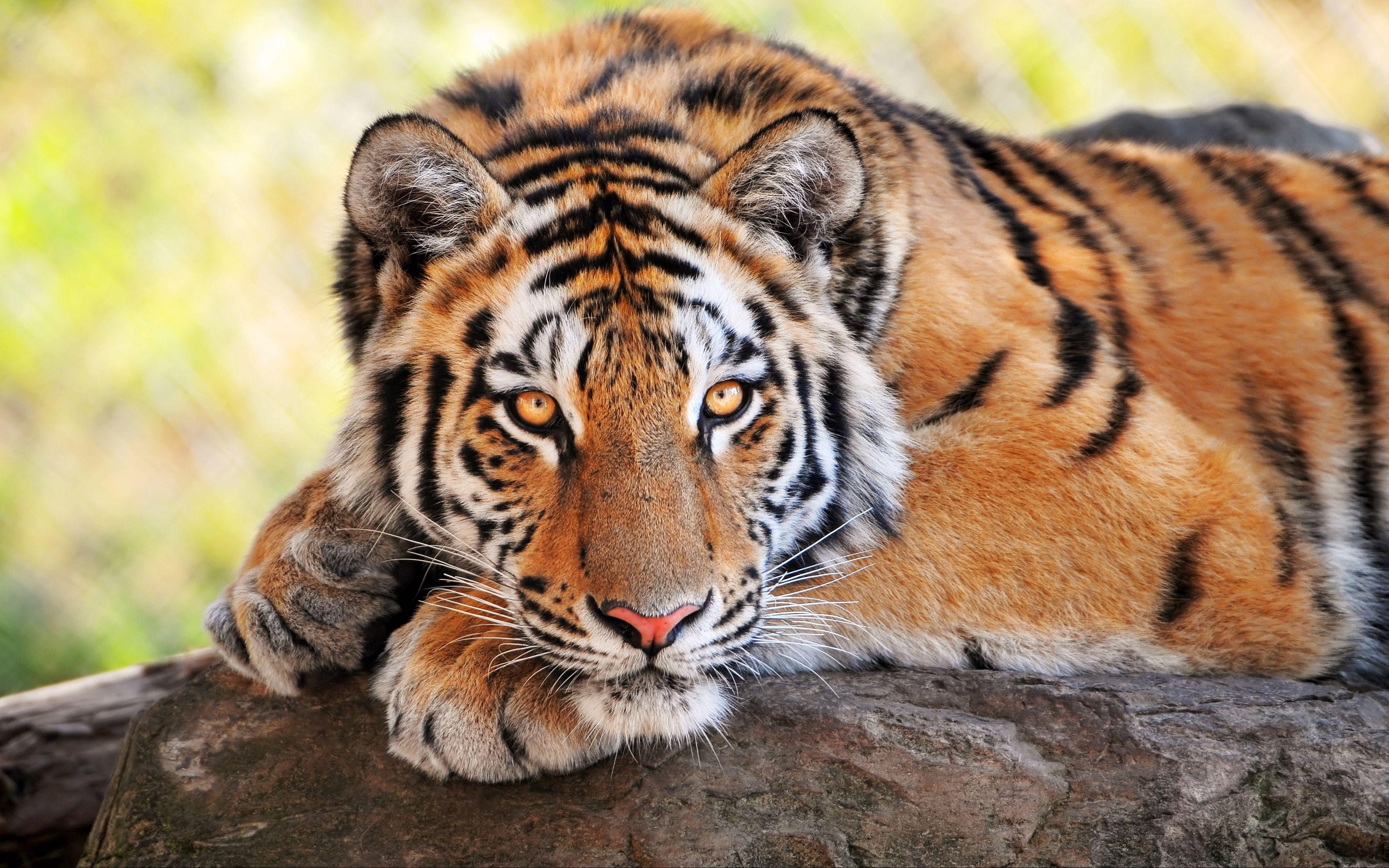 Tiger 4k Wallpapers - Top Free Tiger 4k Backgrounds - WallpaperAccess