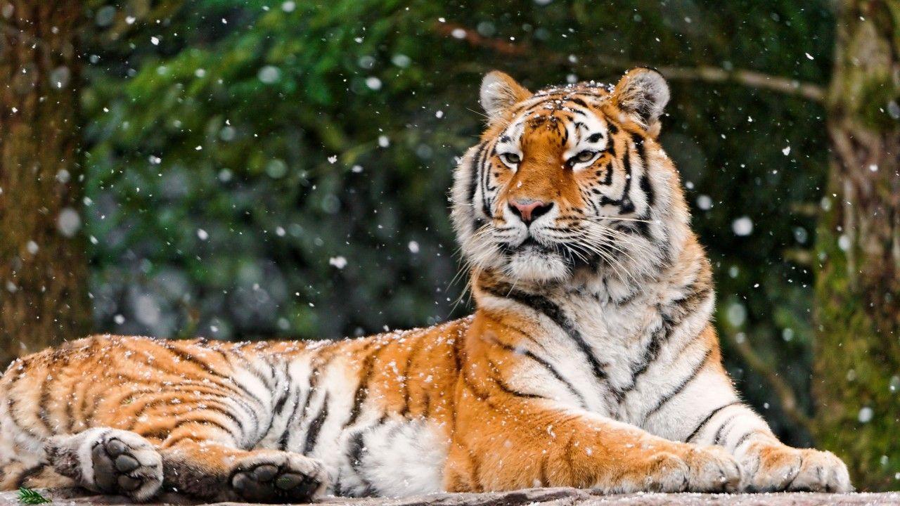 Tiger 4k Wallpapers - Top Free Tiger 4k Backgrounds - WallpaperAccess