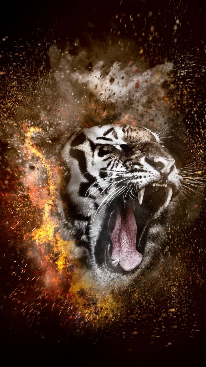 Tiger 4k Wallpapers - Top Free Tiger 4k Backgrounds - WallpaperAccess