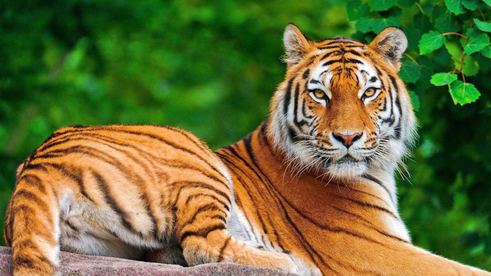 Tiger 4k Wallpapers - Top Free Tiger 4k Backgrounds - WallpaperAccess