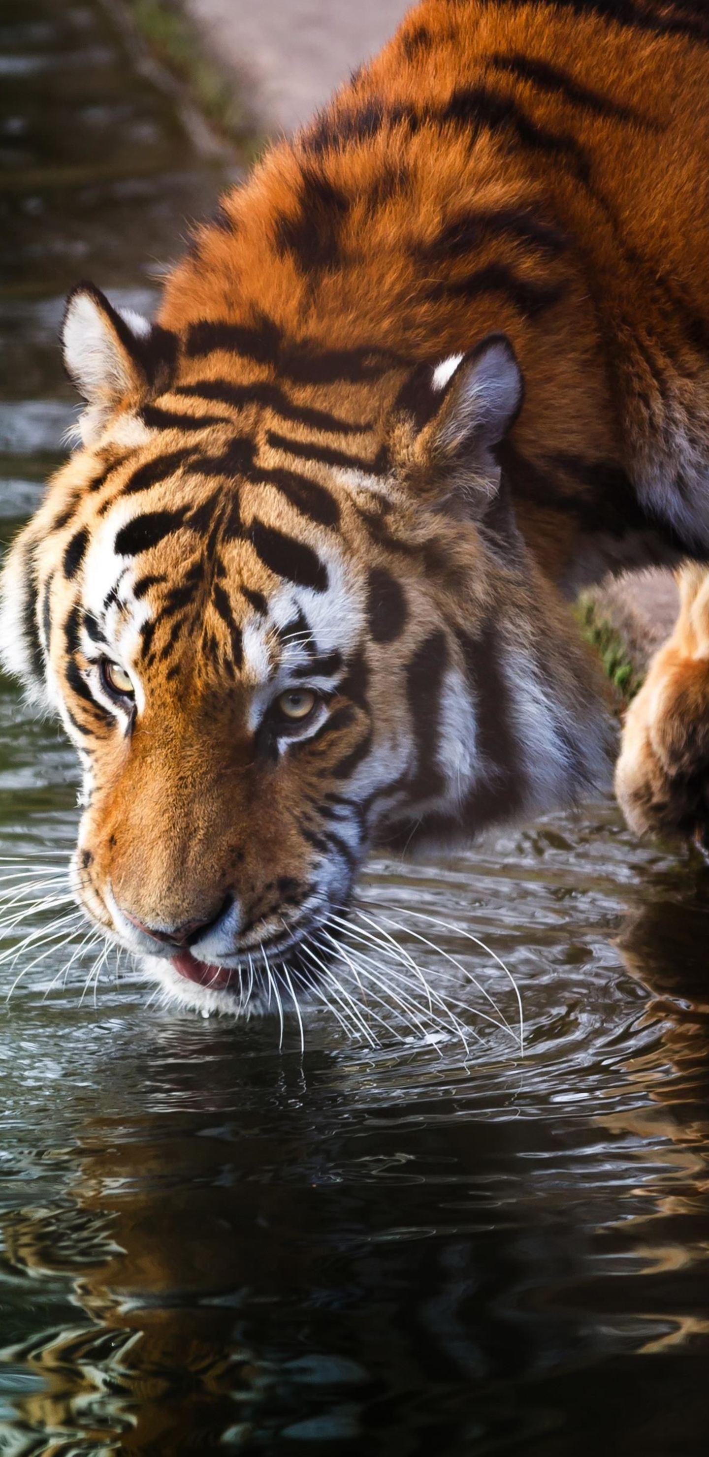 Tiger 4k Wallpapers - Top Free Tiger 4k Backgrounds - WallpaperAccess