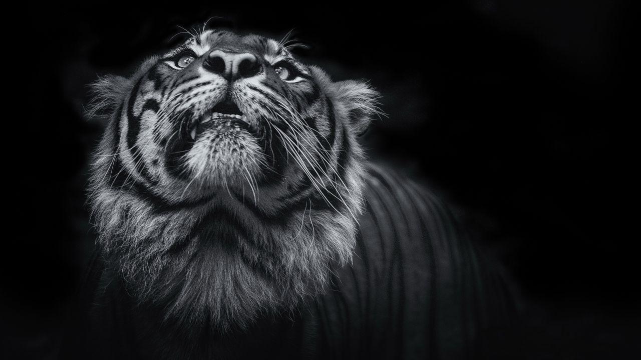 Black Animals Wallpapers - Top Free Black Animals Backgrounds ...