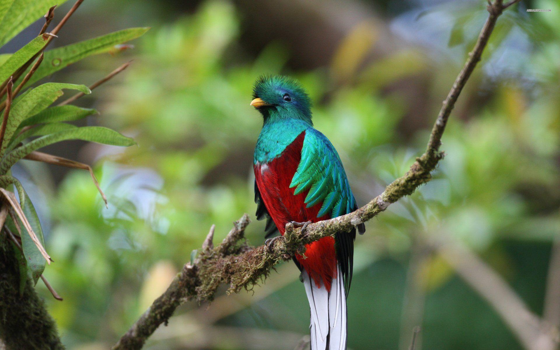 Quetzal Wallpapers - Top Free Quetzal Backgrounds - WallpaperAccess