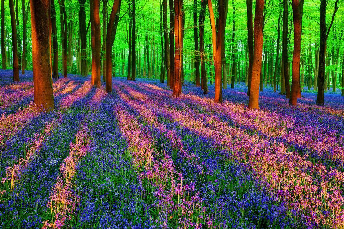 Color Forest Wallpapers - Top Free Color Forest Backgrounds ...