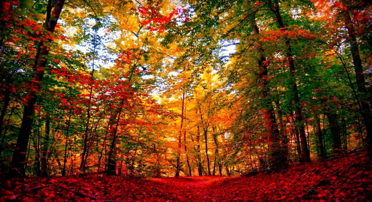Color Forest Wallpapers - Top Free Color Forest Backgrounds ...