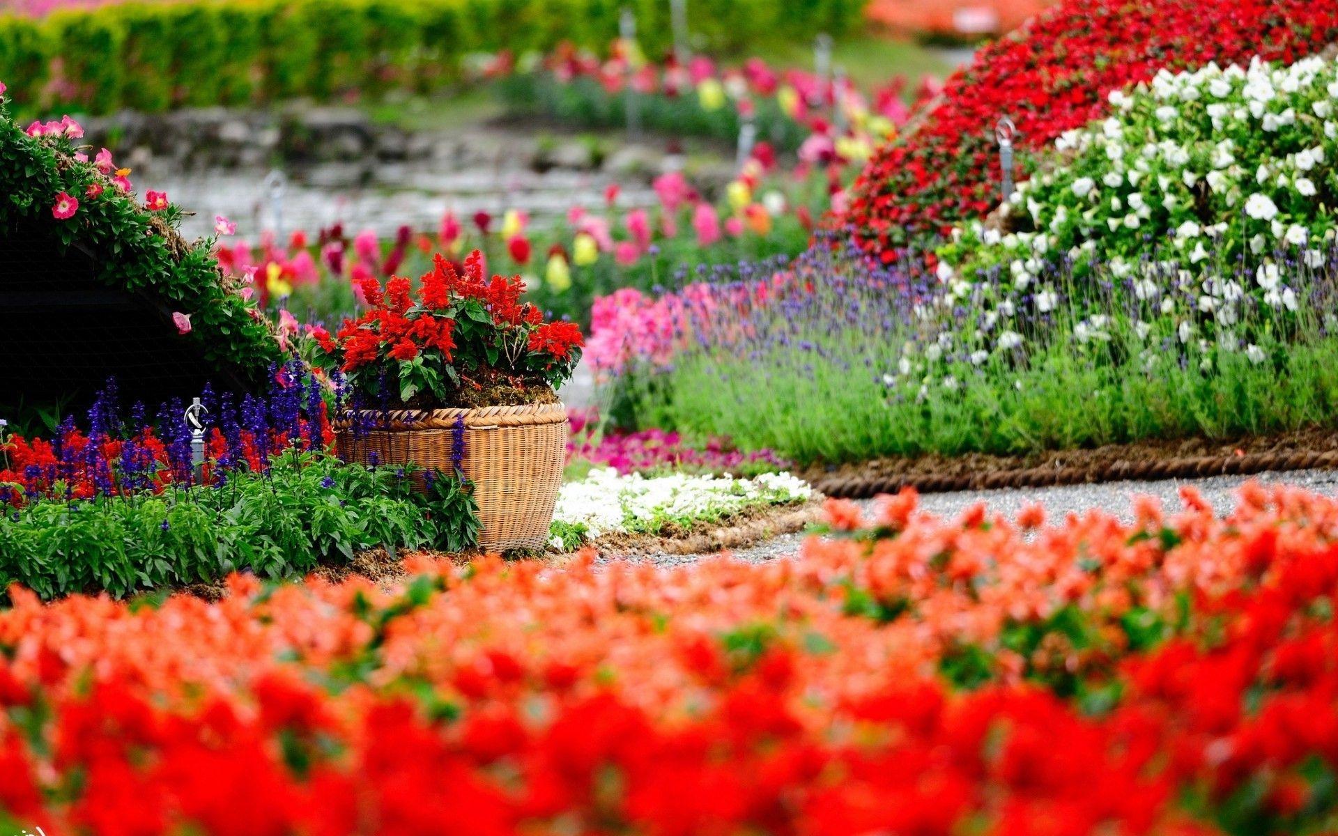 Colorful Flower Desktop Wallpapers - Top Free Colorful Flower Desktop ...