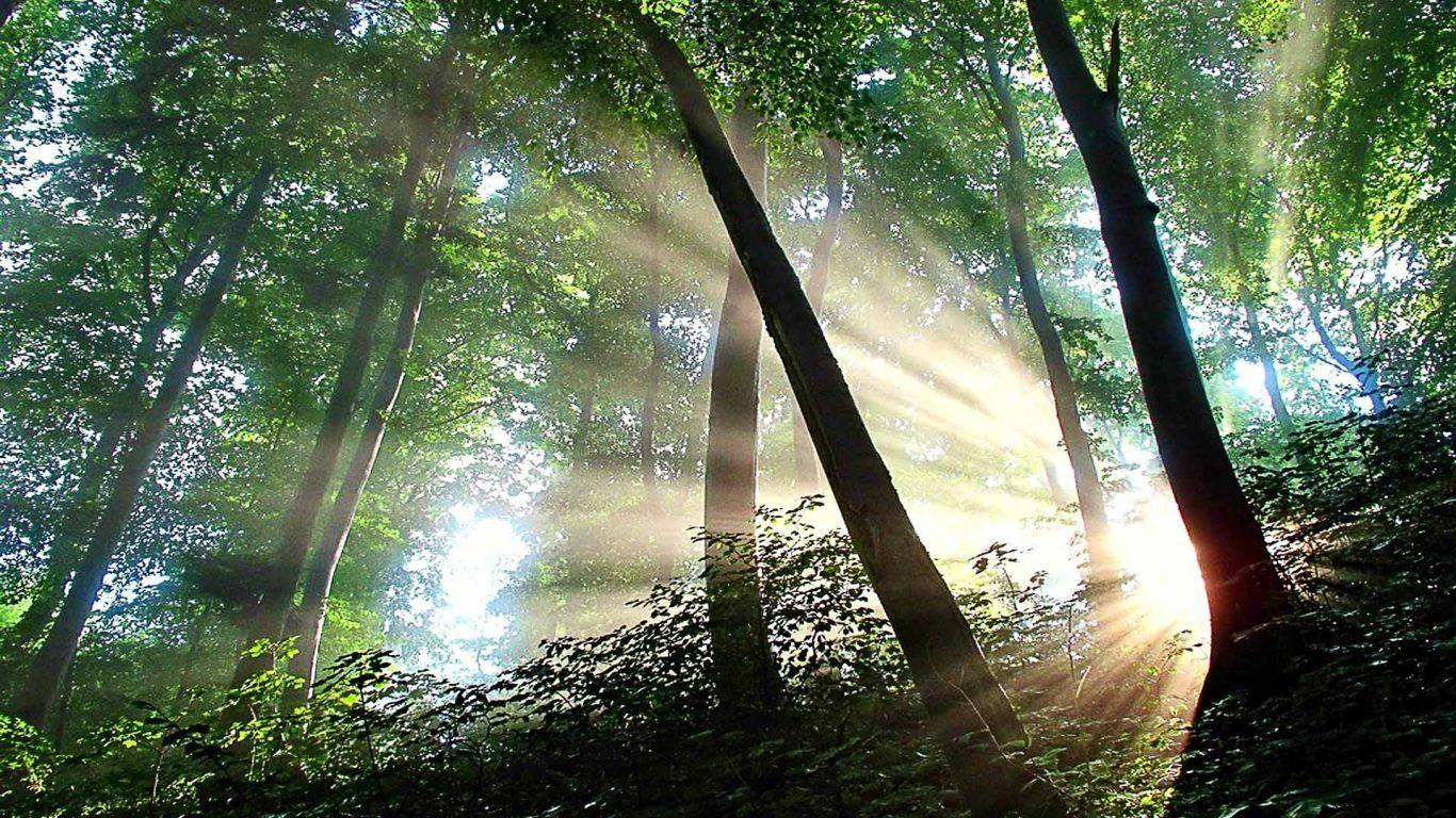 Color Forest Wallpapers - Top Free Color Forest Backgrounds ...