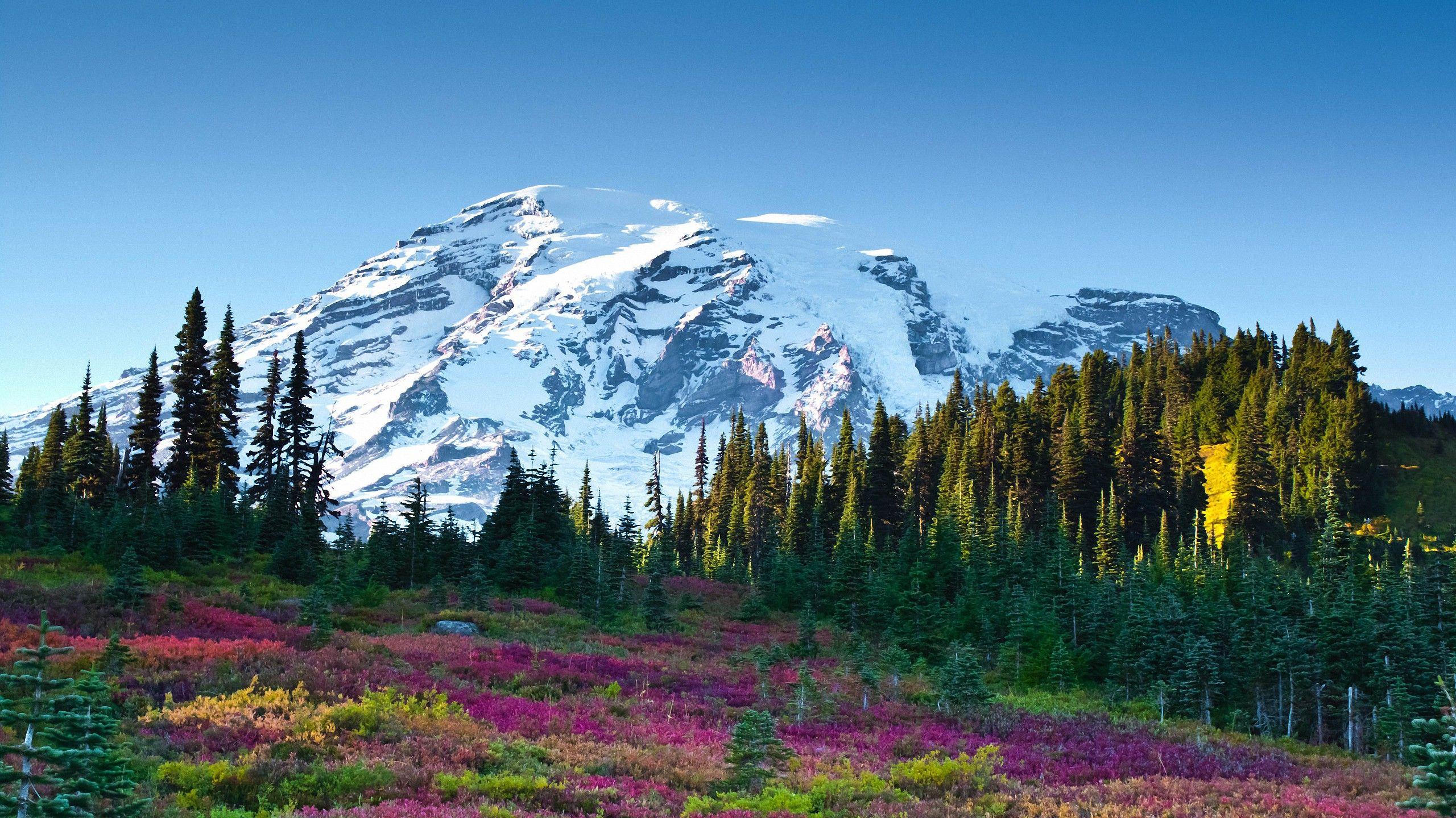 Color Forest Wallpapers - Top Free Color Forest Backgrounds ...