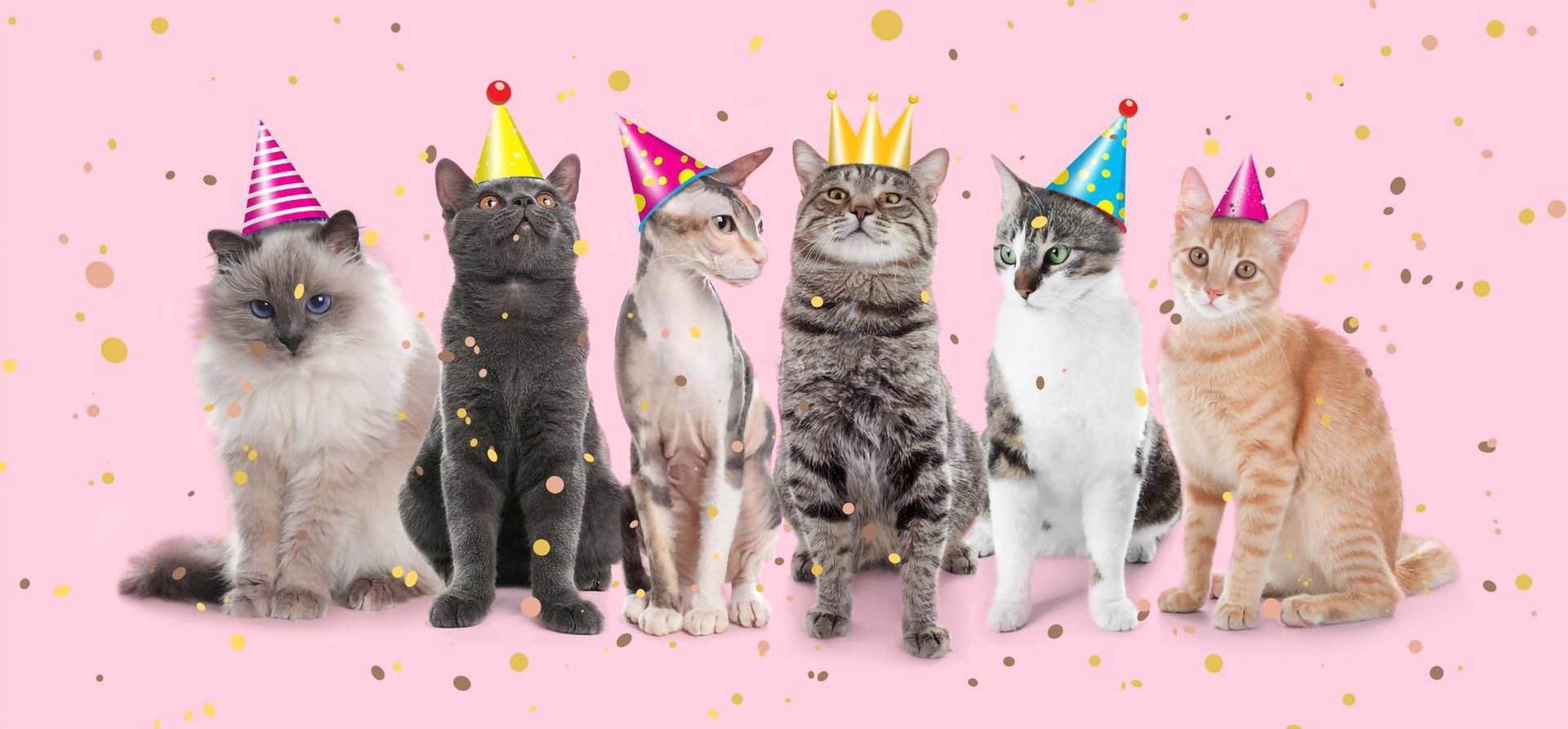 Birthday Cat Wallpapers - Top Free Birthday Cat Backgrounds ...