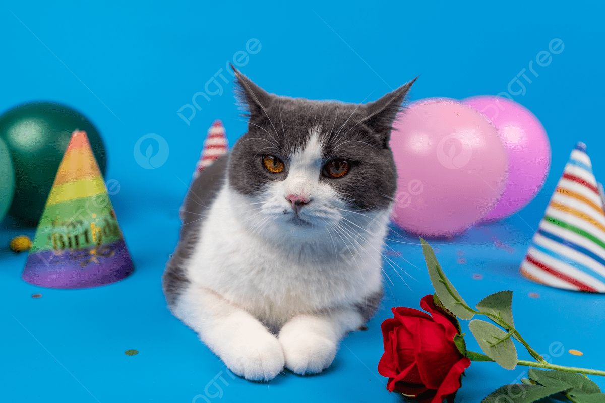 Birthday Cat Wallpapers - Top Free Birthday Cat Backgrounds ...