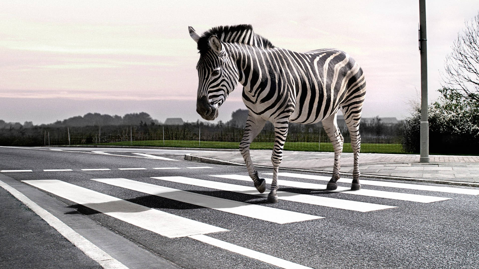 Zebra Crossing Wallpapers - Top Free Zebra Crossing Backgrounds ...