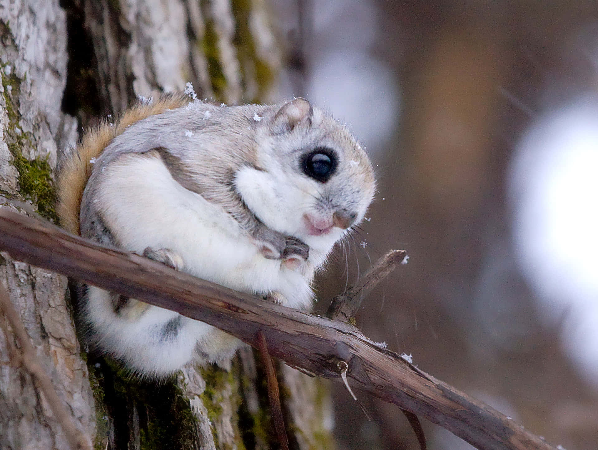Flying Squirrel Wallpapers - Top Free Flying Squirrel Backgrounds ...