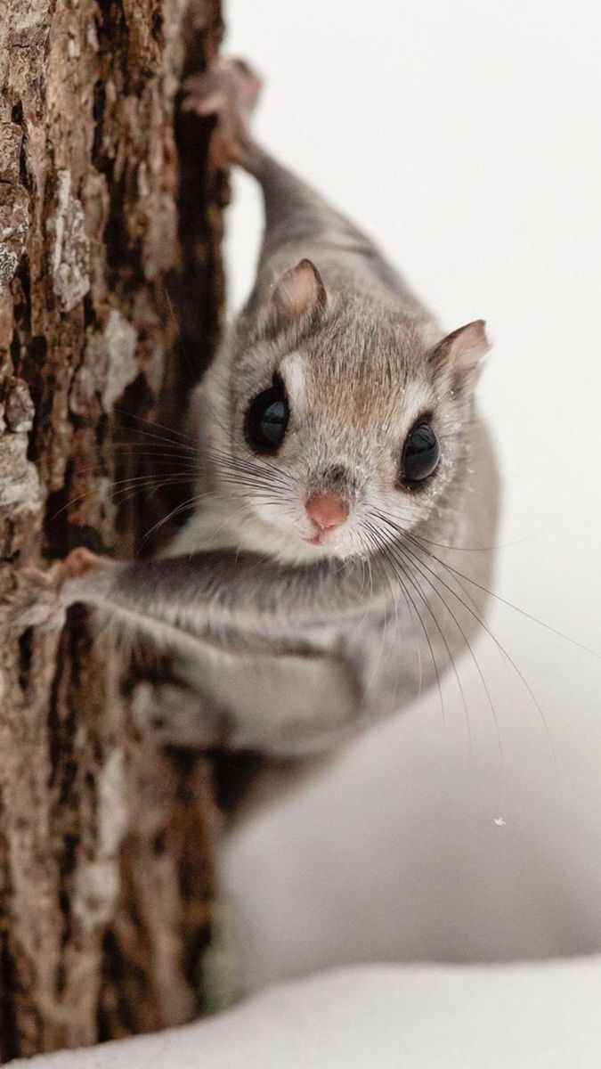 Flying Squirrel Wallpapers - Top Free Flying Squirrel Backgrounds ...