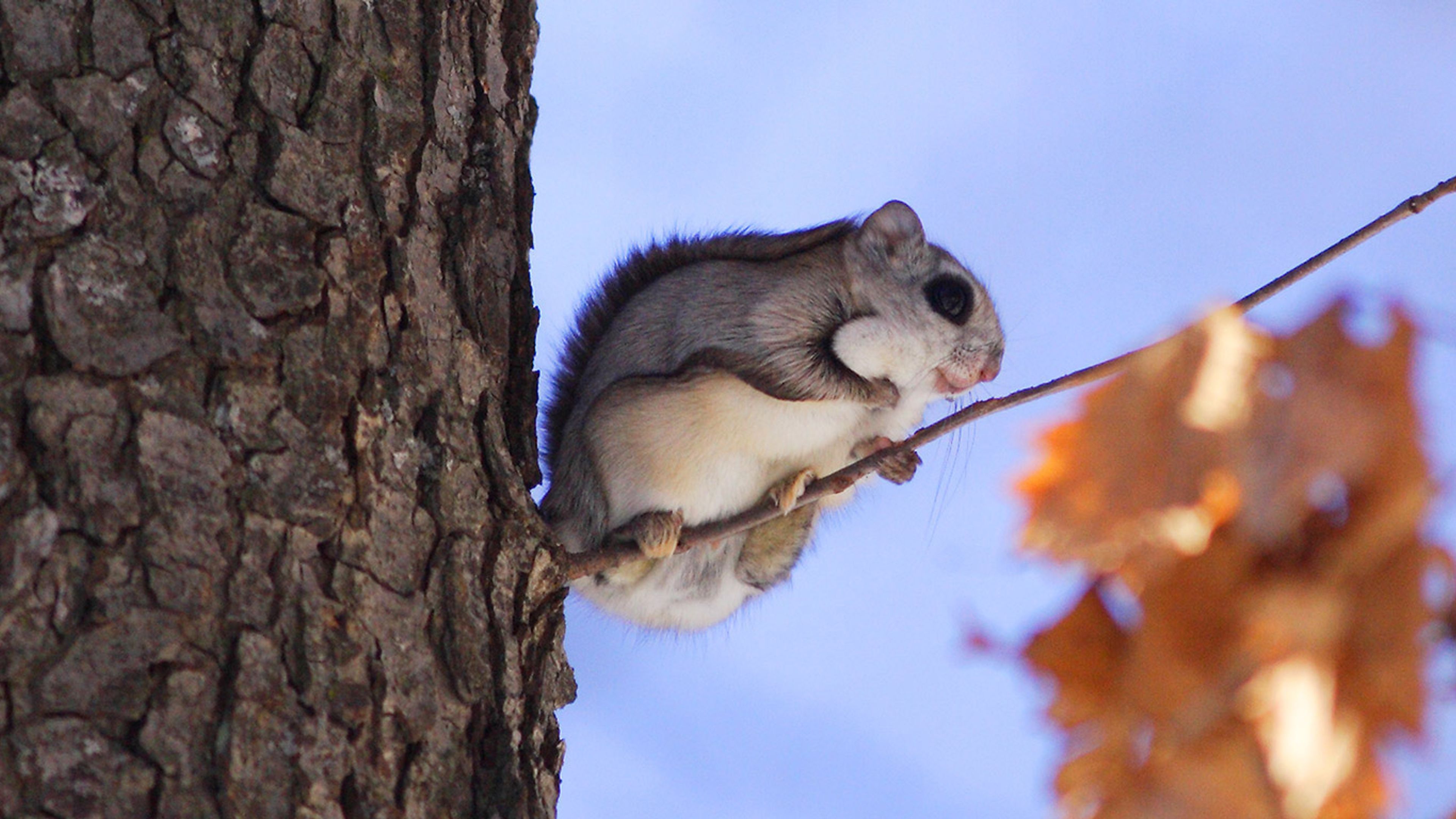 Flying Squirrel Wallpapers - Top Free Flying Squirrel Backgrounds ...