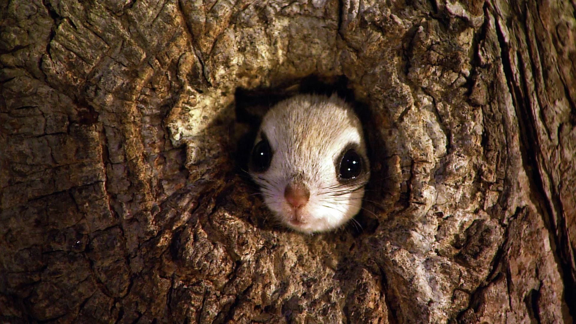 Flying Squirrel Wallpapers - Top Free Flying Squirrel Backgrounds ...