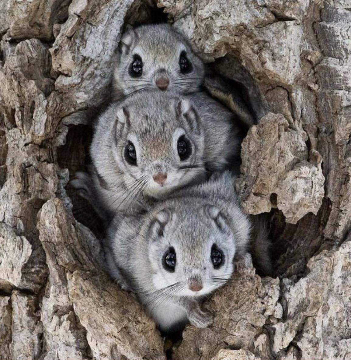 Flying Squirrel Wallpapers - Top Free Flying Squirrel Backgrounds ...