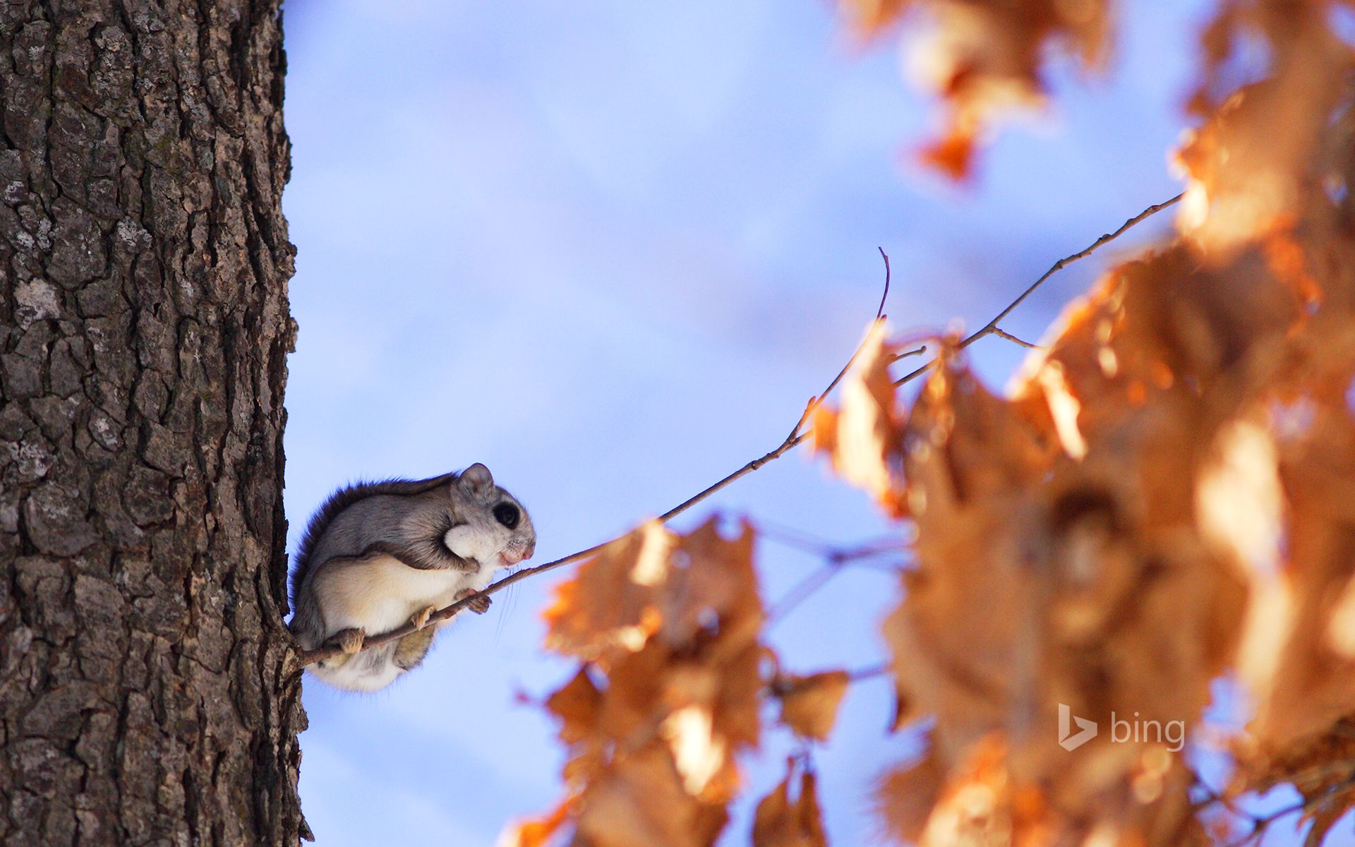 Flying Squirrel Wallpapers - Top Free Flying Squirrel Backgrounds ...