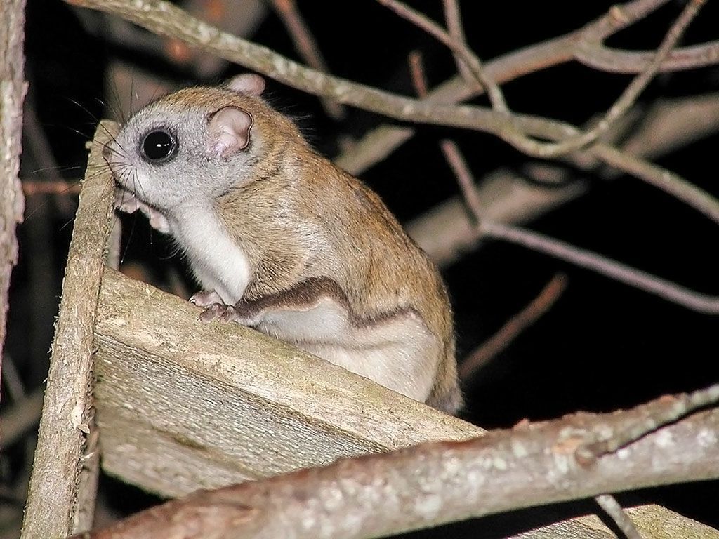 Flying Squirrel Wallpapers - Top Free Flying Squirrel Backgrounds ...