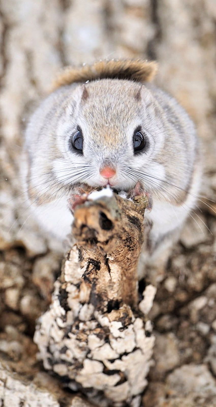 Flying Squirrel Wallpapers - Top Free Flying Squirrel Backgrounds ...