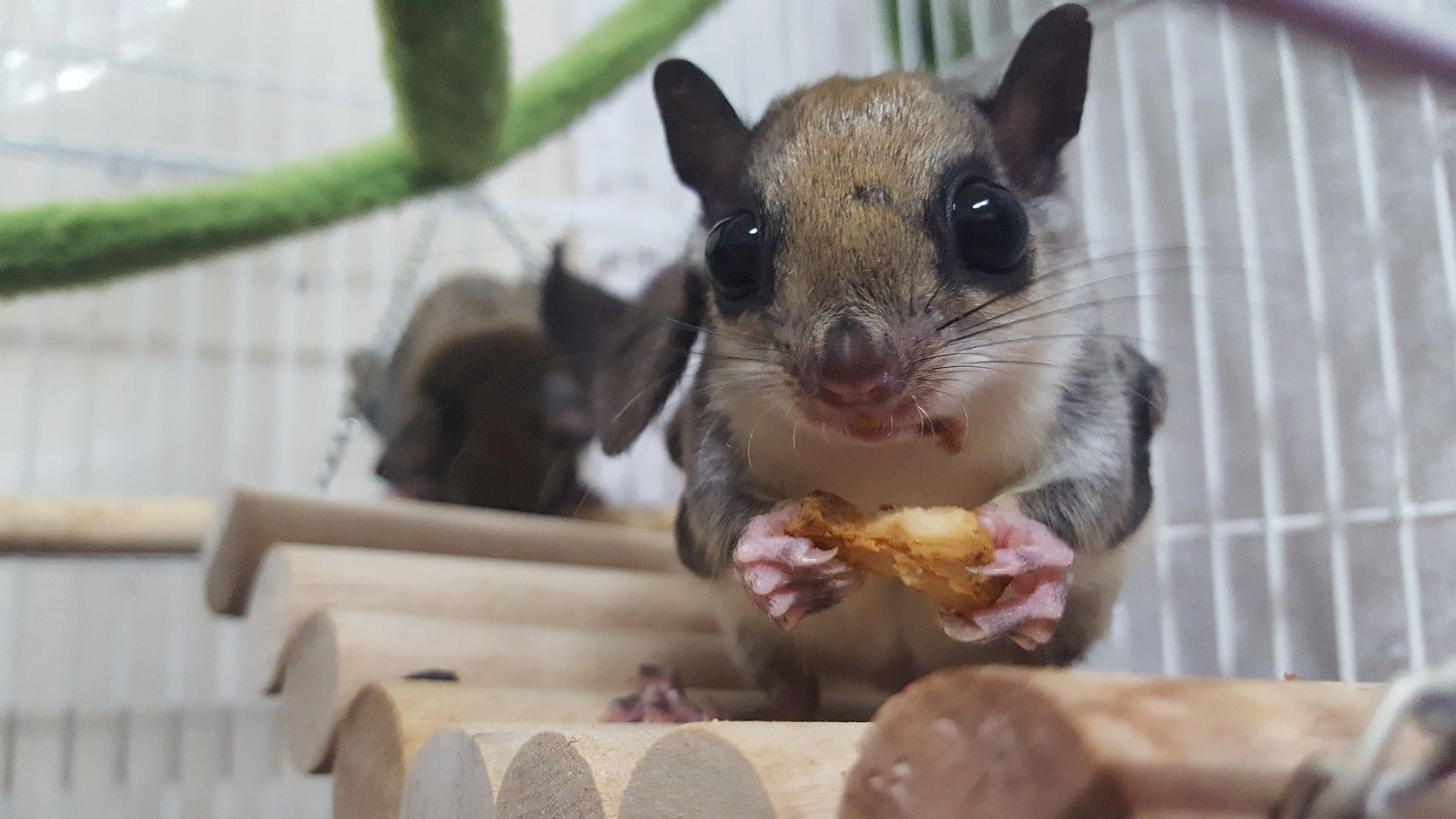 Flying Squirrel Wallpapers - Top Free Flying Squirrel Backgrounds ...